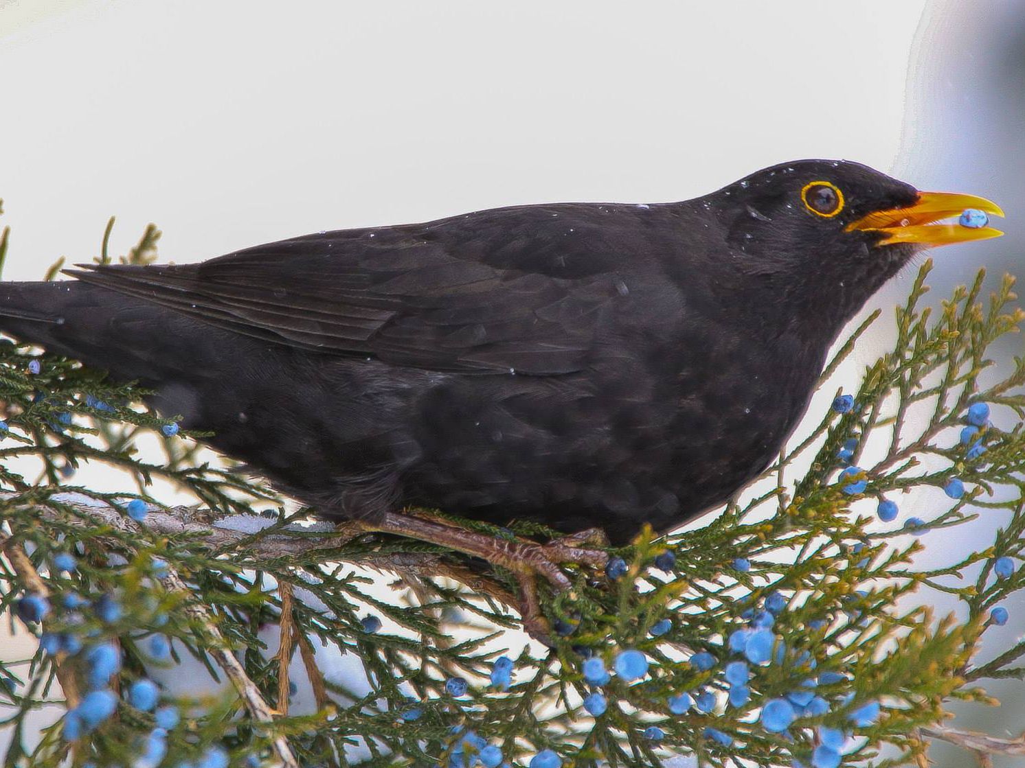 Eurasian blackbird - Moldova Travel